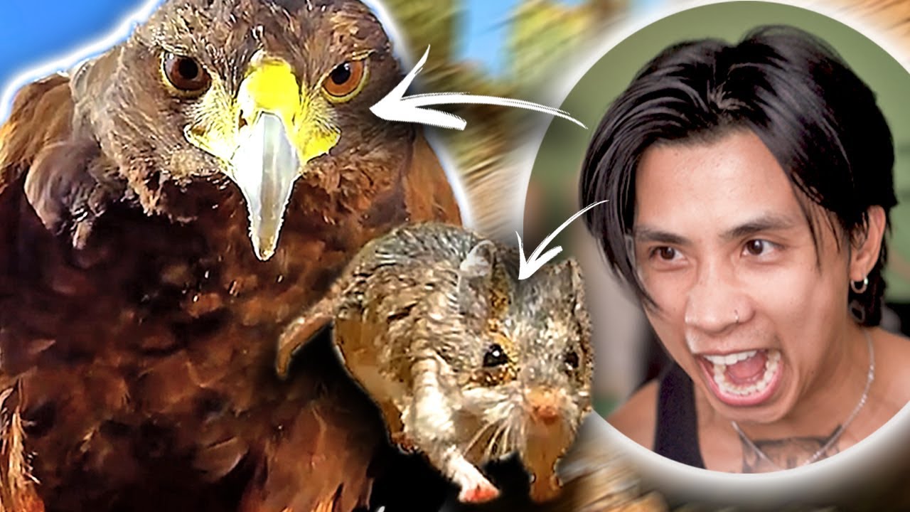 I Voiced a Mouse & Eagle in a Nature Documentary for DRAMATIC EFFECT ...