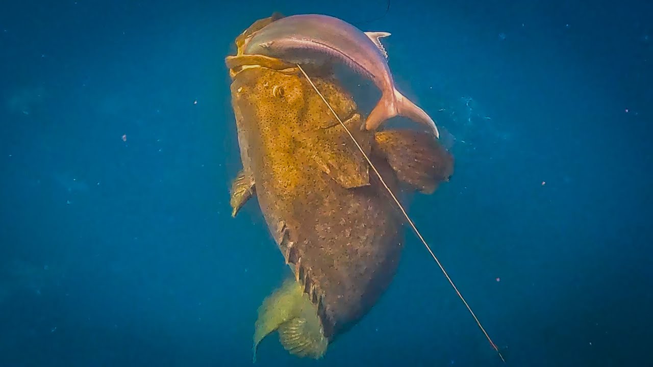 There's ALWAYS a Bigger Fish - Commercial Grouper Fishing - *BLACK ...
