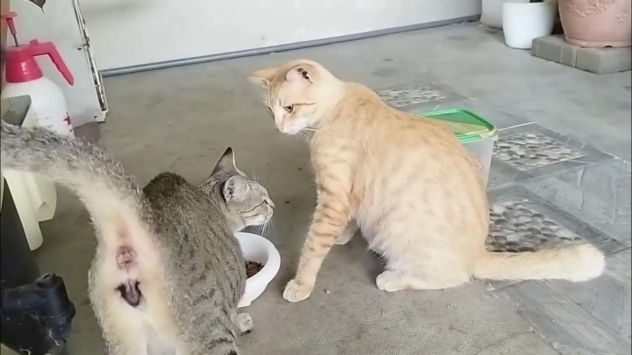 SEDIHHH!!!!!! Kucing Liar Kelaparan Minta Makan cat - YouTube