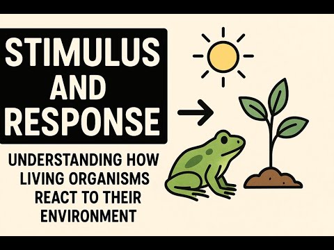 Stimulus and Response | Understanding How Living Organisms React to ...