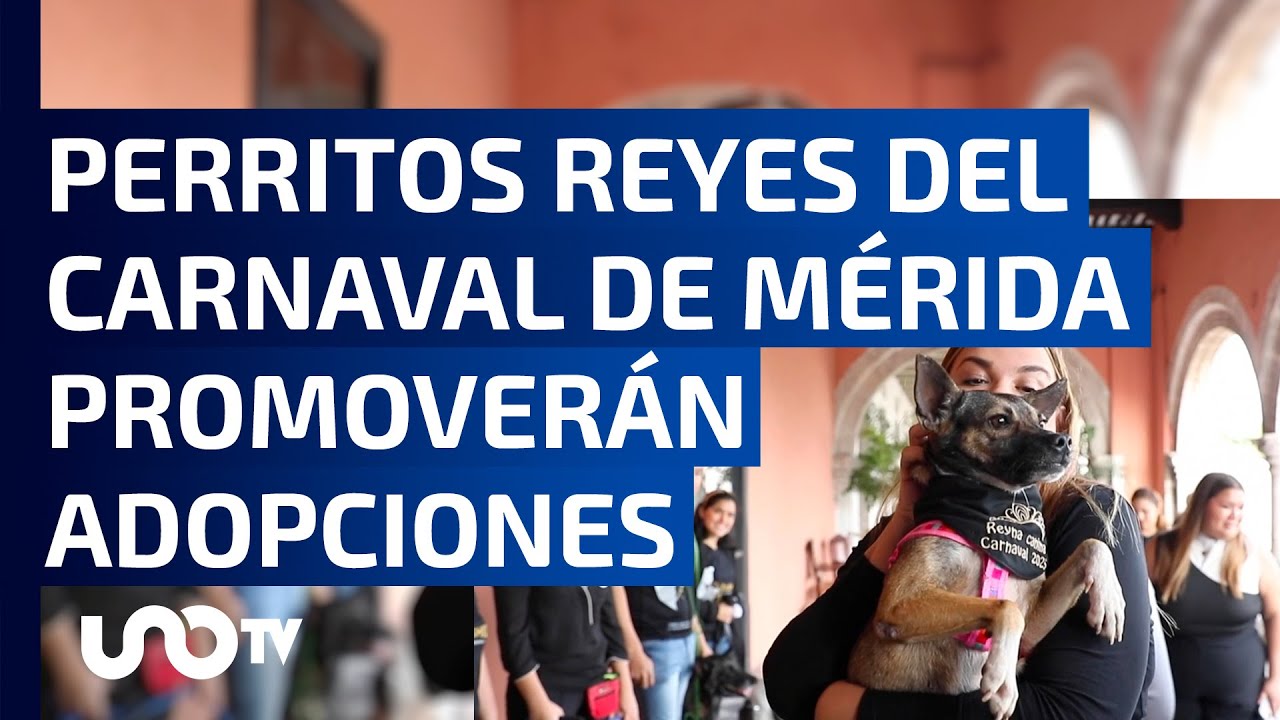 Conoce a los perritos mestizos del Carnaval de Mérida - YouTube