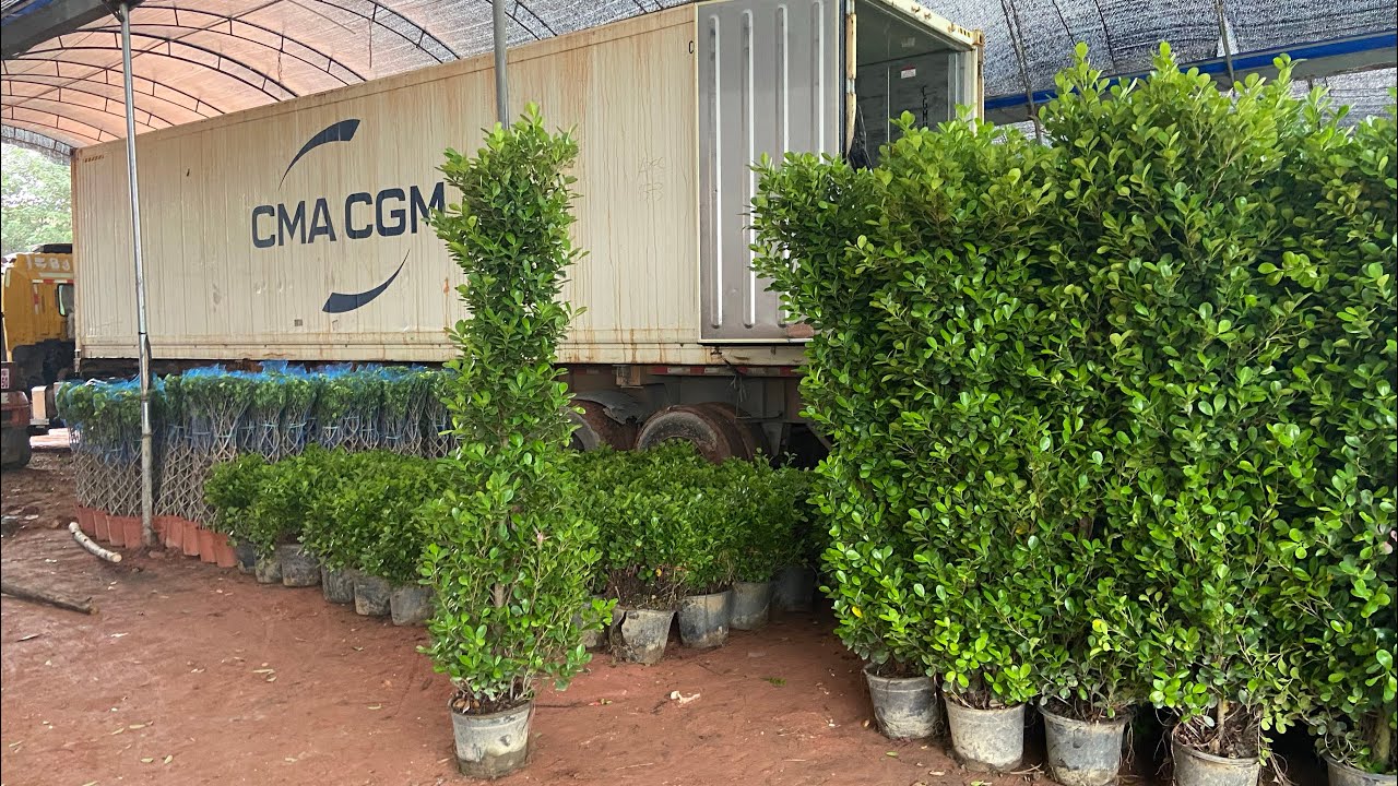 Ficus panda Ficus cone and ficus three layers from China Zhizhi ...