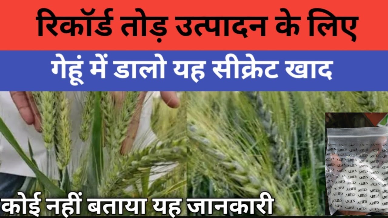 गेहूं की बालियां लंबी कैसे करें | gehu ki bali lambi kaise kare | Gehu ...