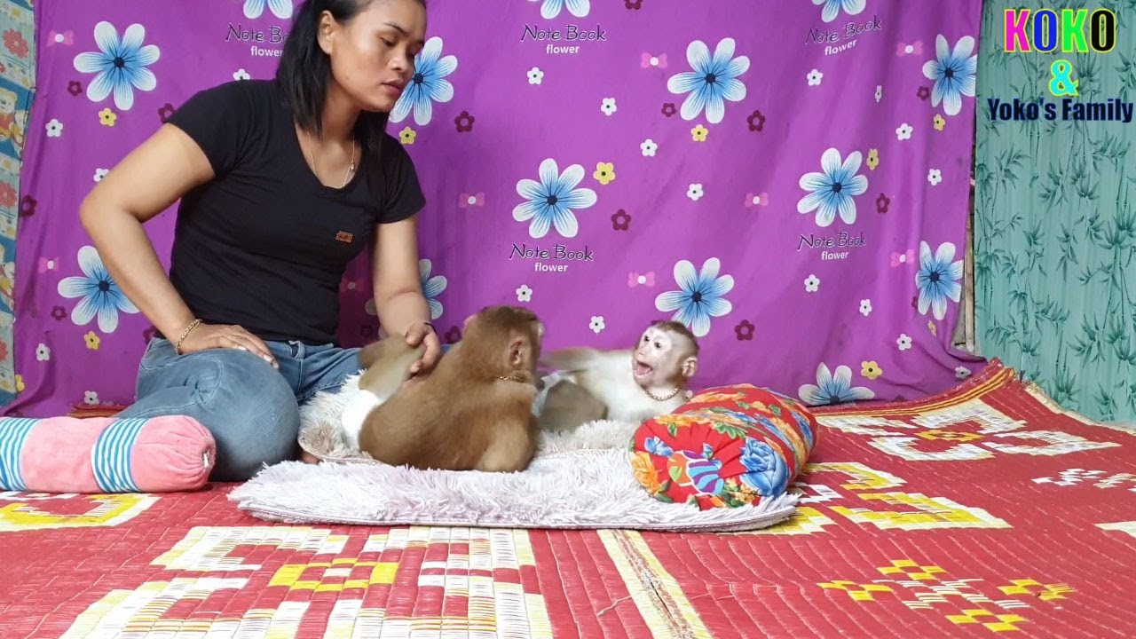 M.G..! Brother Mr. Koko Jealous And Bites Little BB Monkey Yoko ...