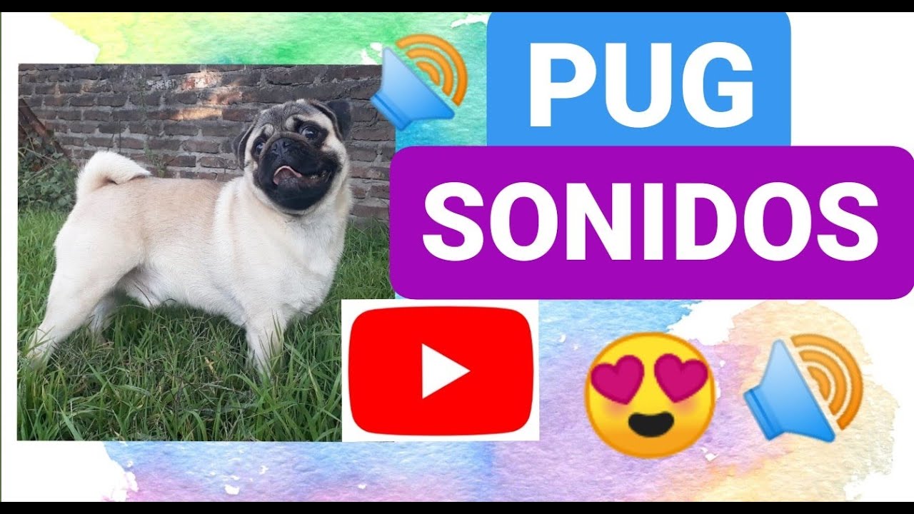 Sonidos de perro pug tipicos /pug sounds - YouTube