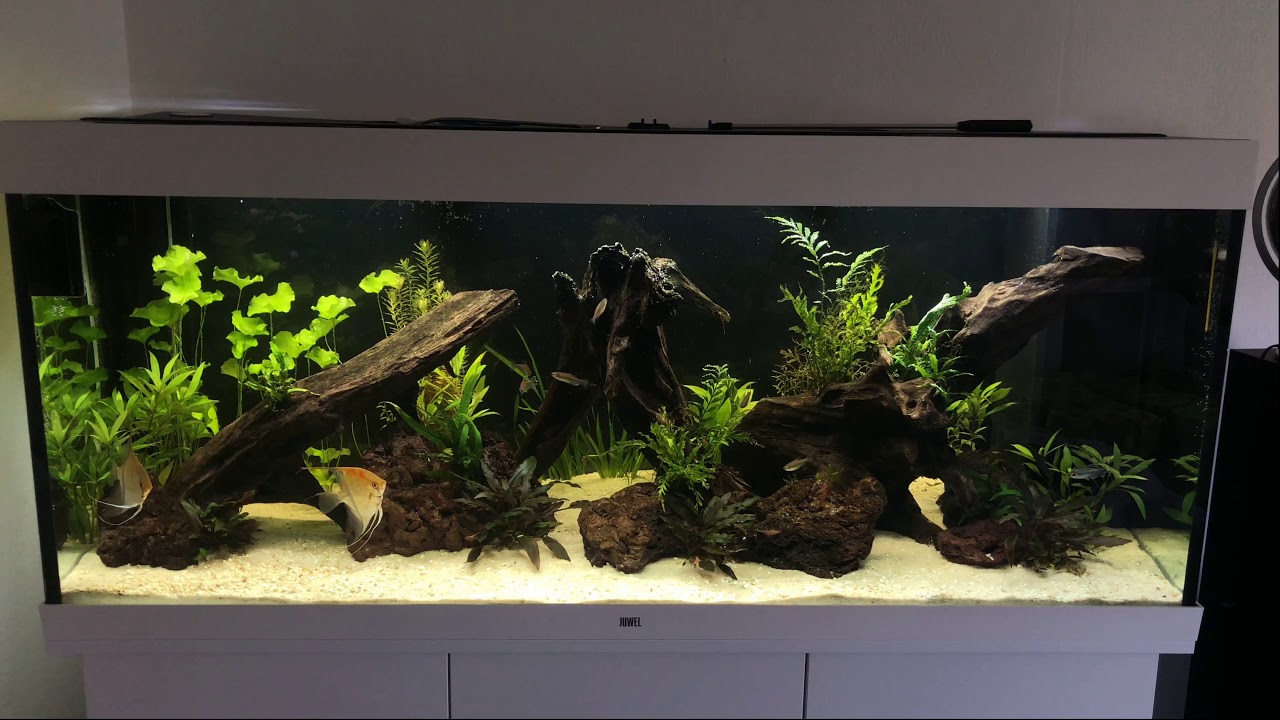 Juwel rio 450 in Motion - YouTube