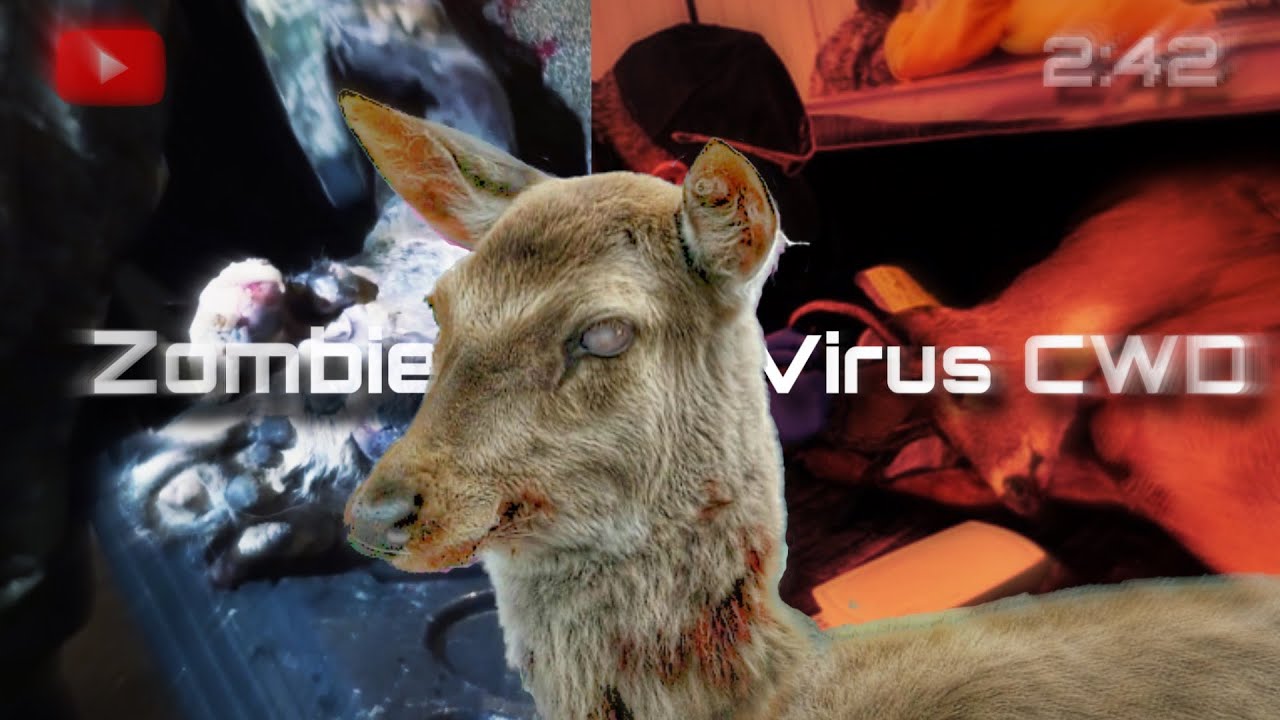 Zombie Virus (CWD) Что это на самом деле ?? - YouTube