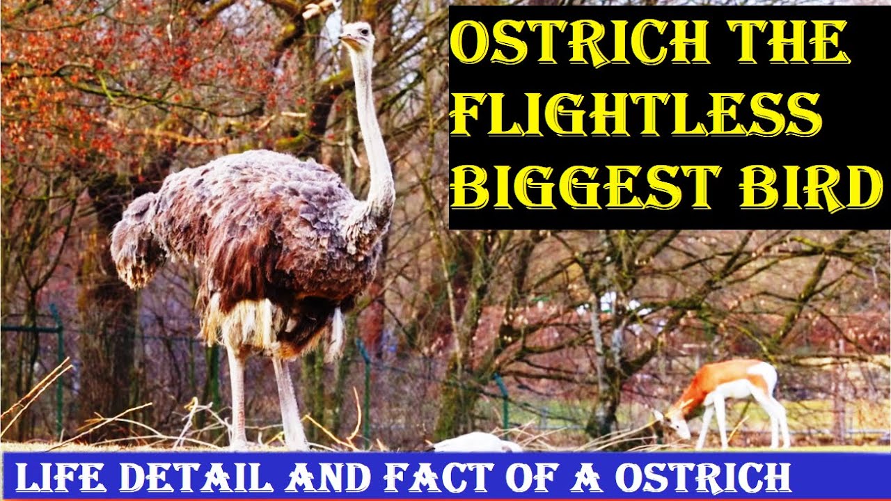 Ostrich | Ostrich the Flightless biggest Bird | ostrich life detail and ...