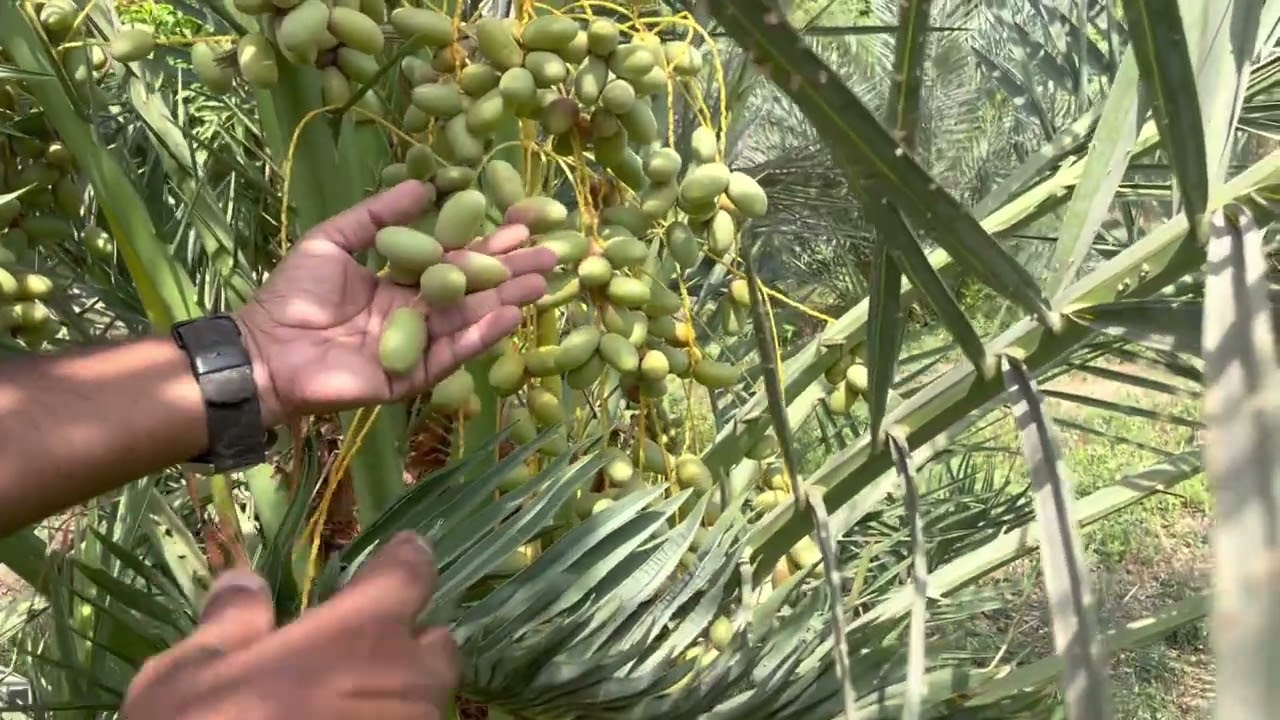 Khajur Date Palm Tree Plantation 5 year Progress | खजूर के पेड़ की 5 ...