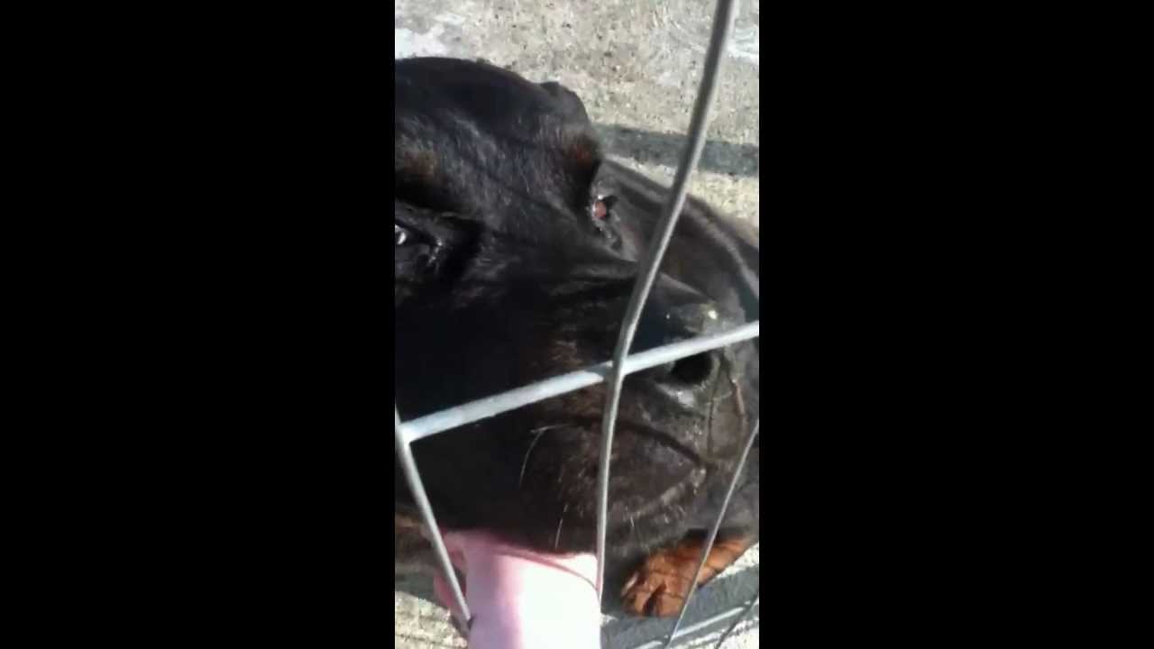 My two dogs xxx - YouTube