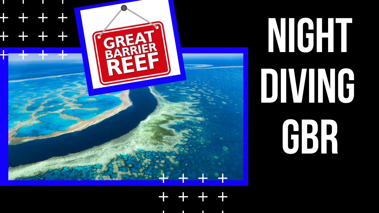 Great Barrier Reef Night Dive - YouTube