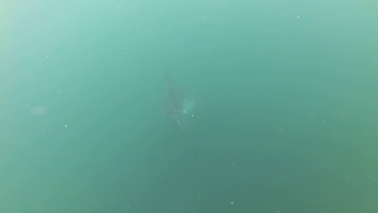 Great White Sharks in False Bay South Africa - YouTube