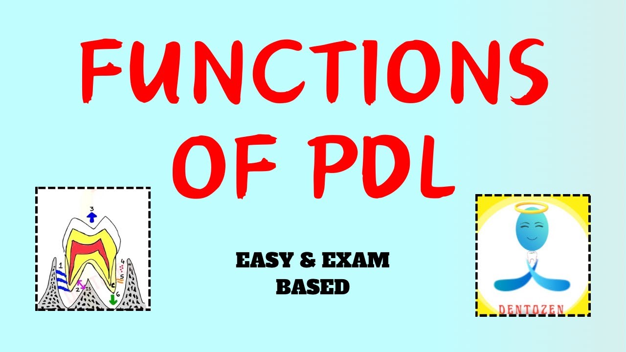 Functions of Periodontal Ligament | Functions of pdl - YouTube