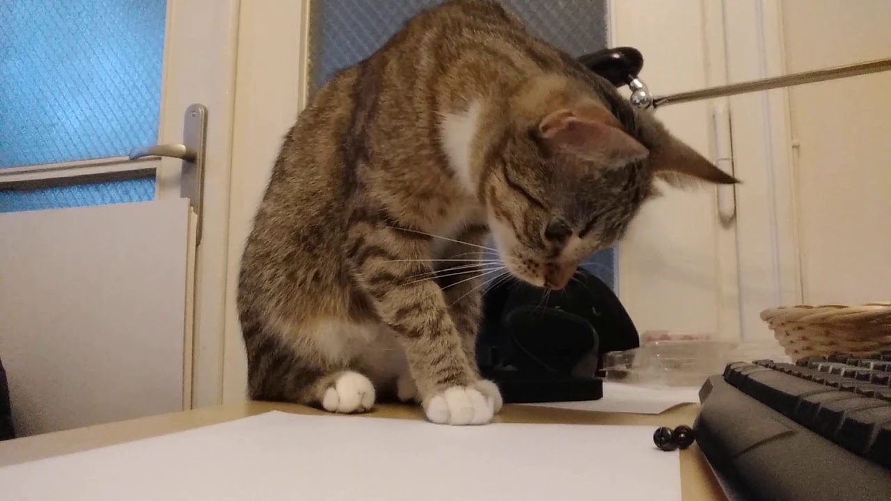 Little cat playing with screws - YouTube