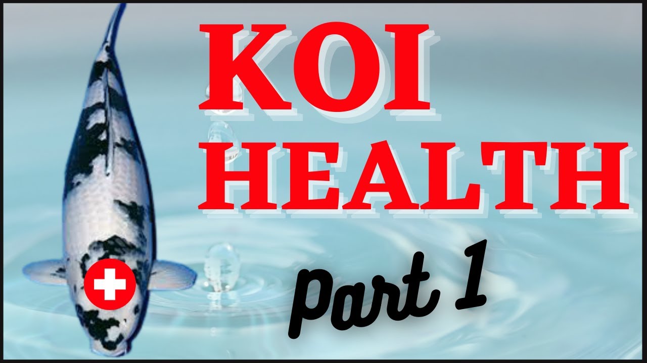 Koi Health - Part 1 (prevention & how to spot a problem) - YouTube