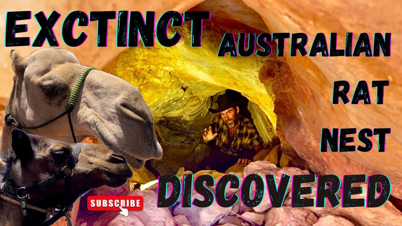 Extinct Australian rat nest discovered - YouTube