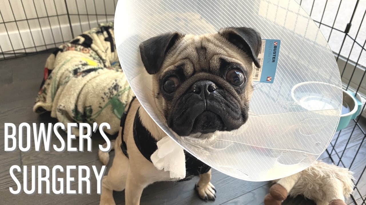 Pug Gets Neutered + Nares Widened and Soft Palate Surgery | VLOG - YouTube