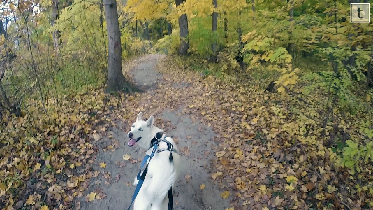 Husky Walk 14/10/18 - Starved Rock State Park - YouTube