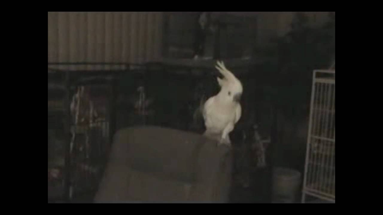 Snowball The Amazing Dancing Bird - YouTube