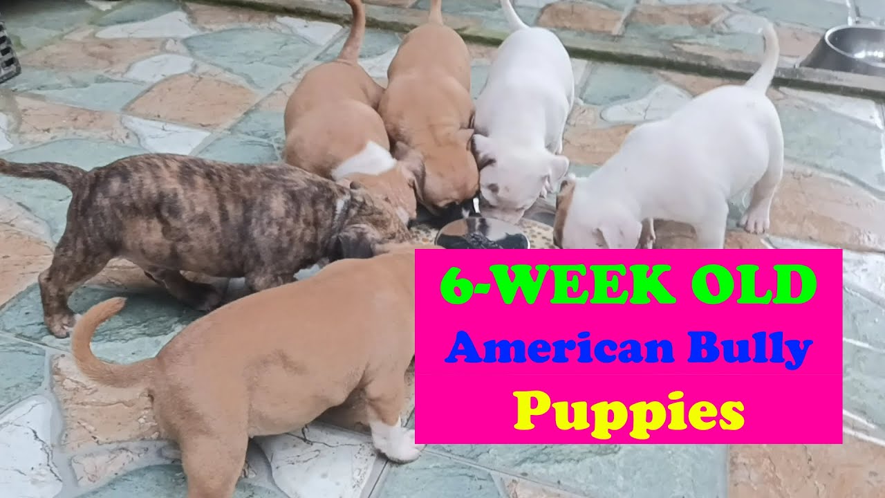 6 Week-Old American Bully Puppies - YouTube