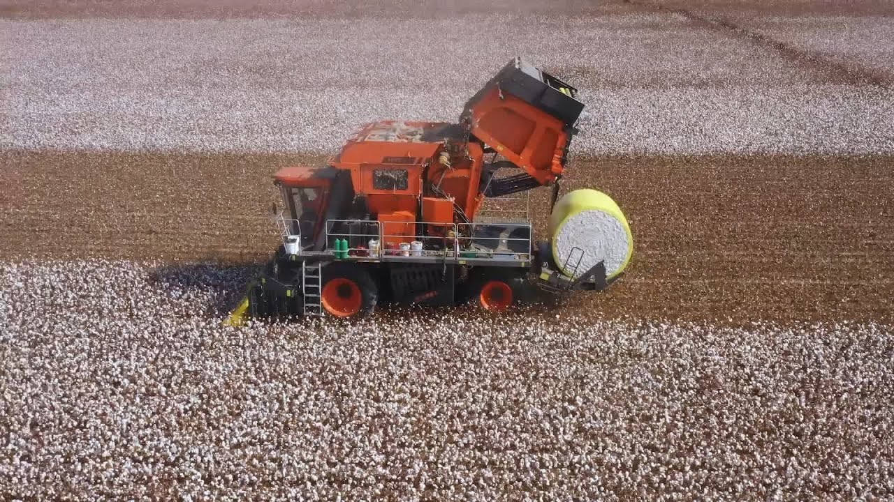 GLOBALink | High technology helps cotton cultivation in China's ...