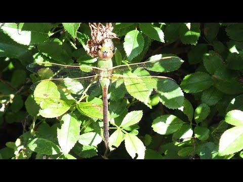 A Green Darner Dragonfly at Rosetta McClain Gardens - Toronto - YouTube