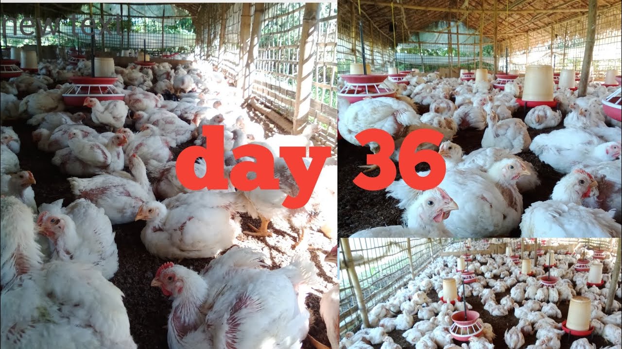 36 days//days 36 broiler weight//36 days broiler growth //36days broiler management - YouTube