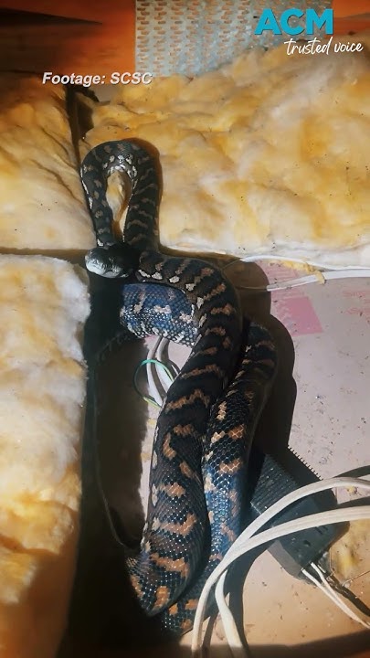 Family of pythons discovered in Queensland roof - YouTube