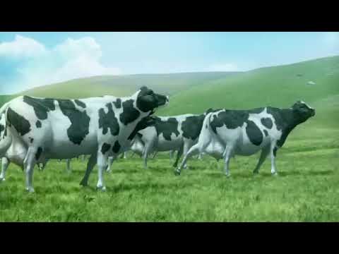 Sütaş süt aşkı