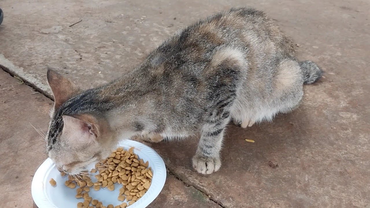 This skinny stray cat begins to love dry cat food 🥧🐈😺 #straycat #cat # ...