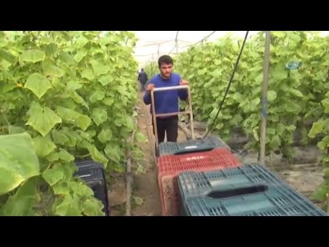 Zam Şampiyonu Salatalık: Mersin'de 1 Lira İstanbul'da 8 Lira
