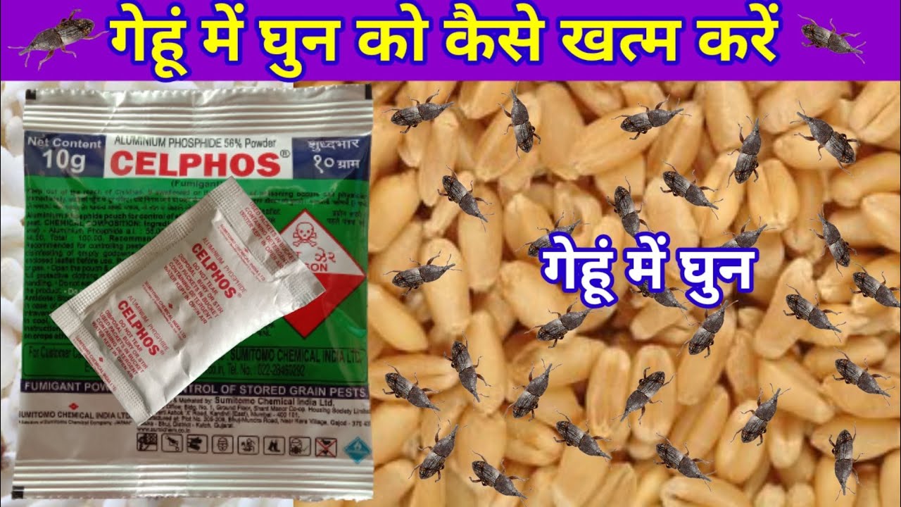 celphos ka use kaise kare || CELPHOS ALUMINIUM PHOSHIDE 56% || @Amit ...