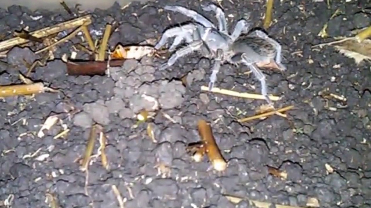 Cyrtopholis cursor eating - YouTube