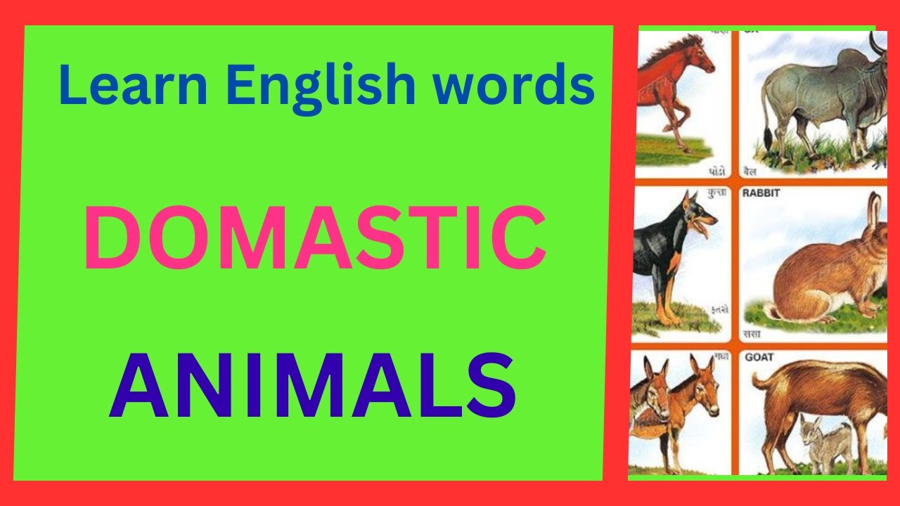 Learn Domastic Animal Names - YouTube