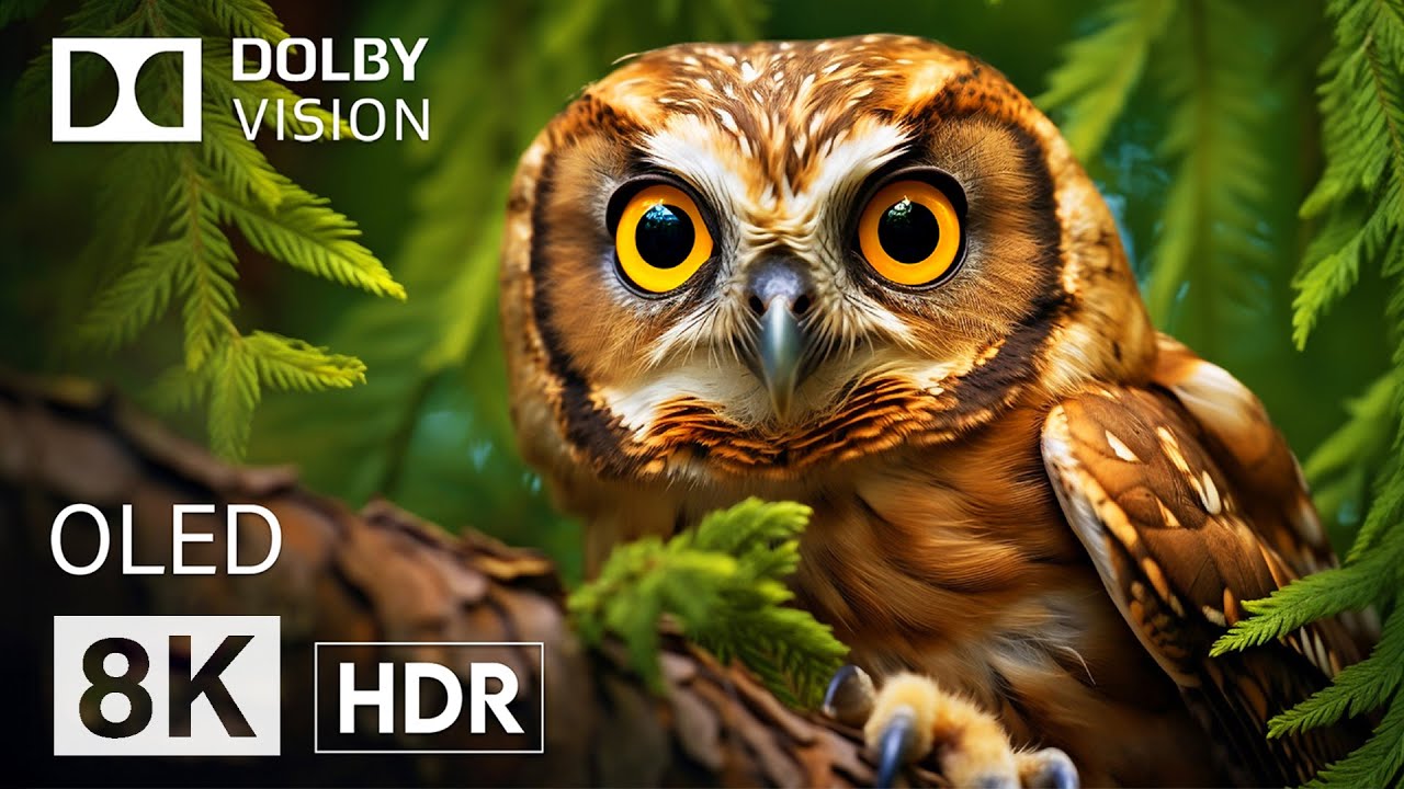 BEAUTY OF WILD ANIMALS DOLBY VISION 8K HDR | Animal Beauty with ...
