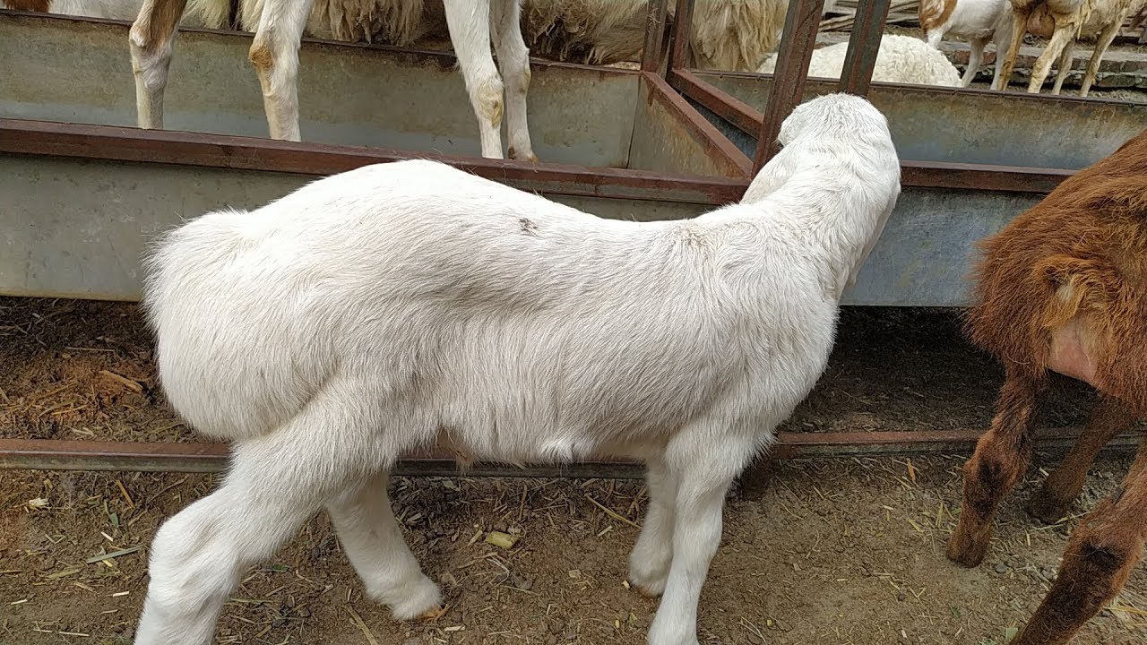 Amazing Baby Dumba | Dumba Kid | Child Dumba - YouTube