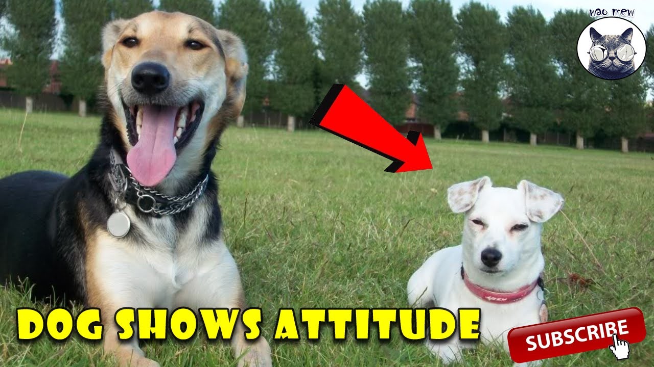 Silly Dog pranks🐶🐶🐶 fun with cute Dogs🥰🥰🥰 - YouTube