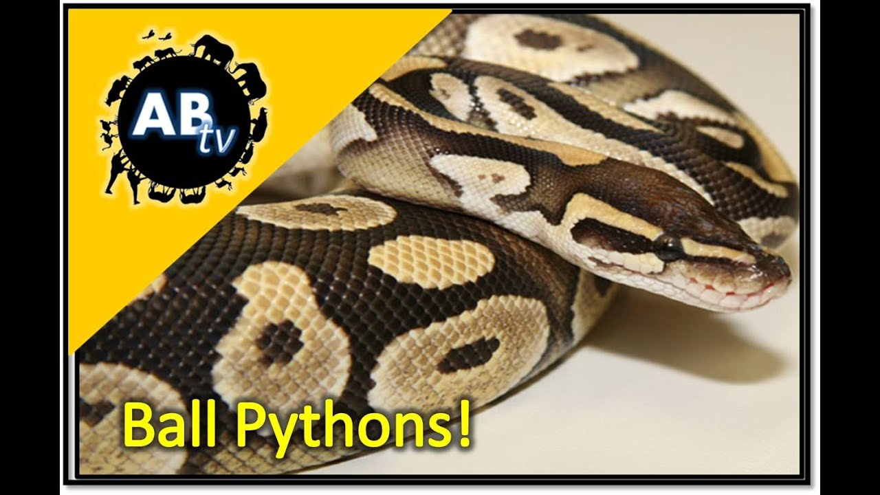 Ball Pythons! The Python Hunter : AnimalBytesTV - YouTube