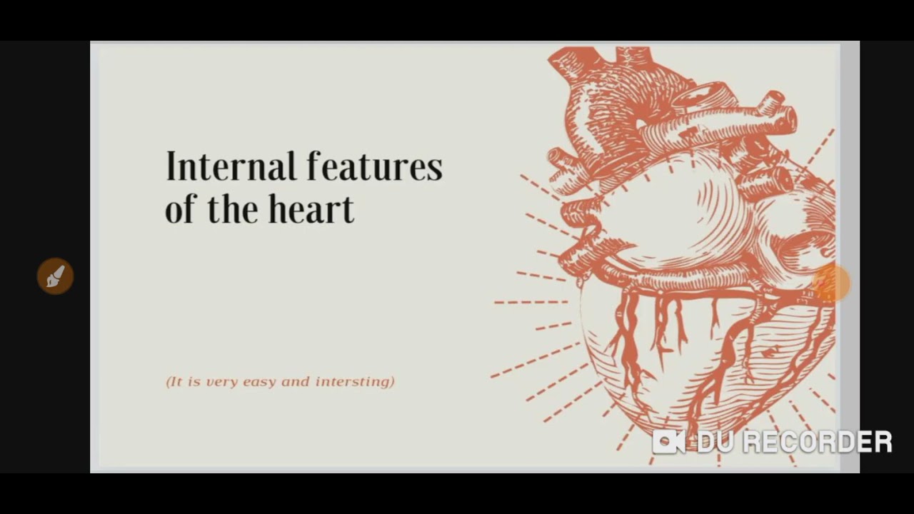 L3, Internal features of the heart , Anatomy - YouTube