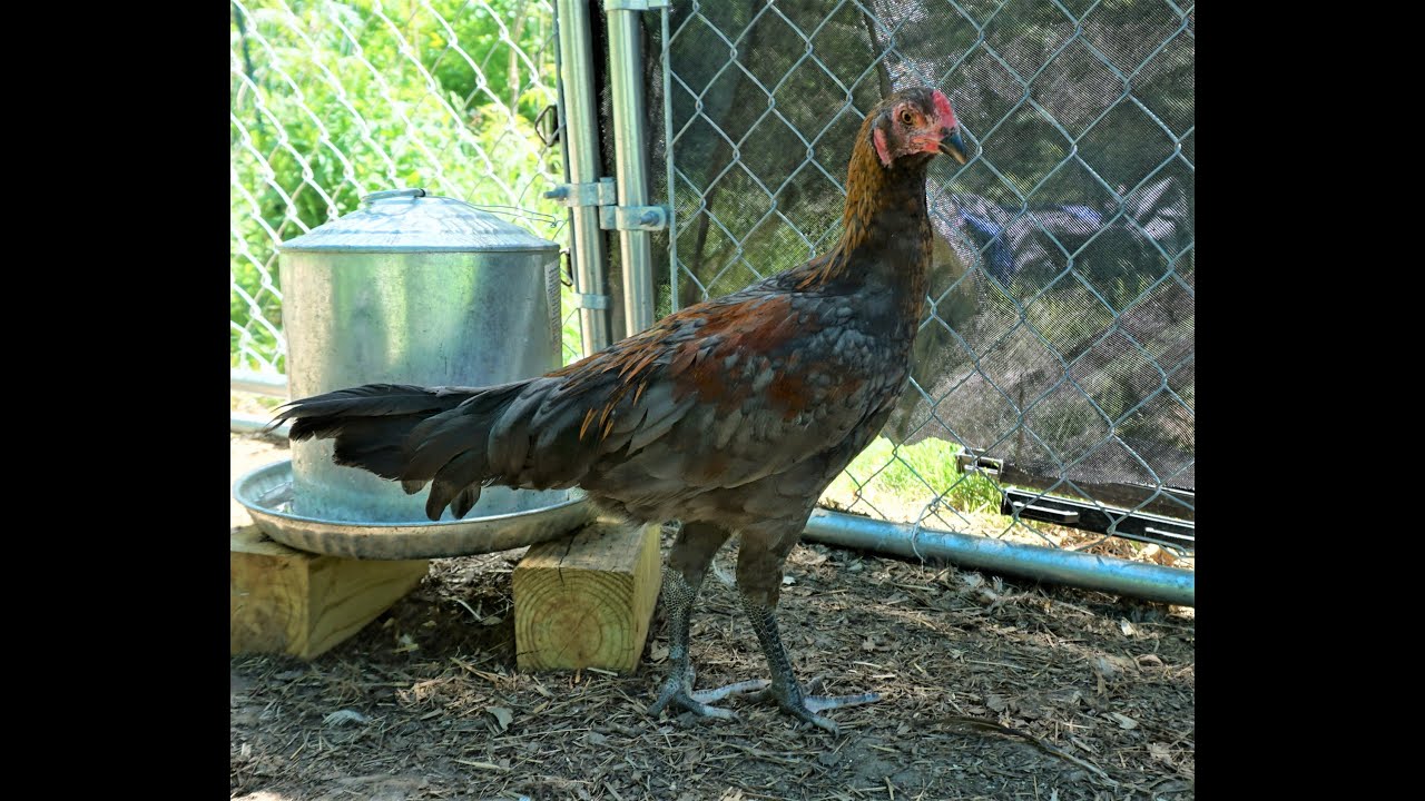 Belgium Giant Liege Fighters & Ga Noi in grow out pen - YouTube