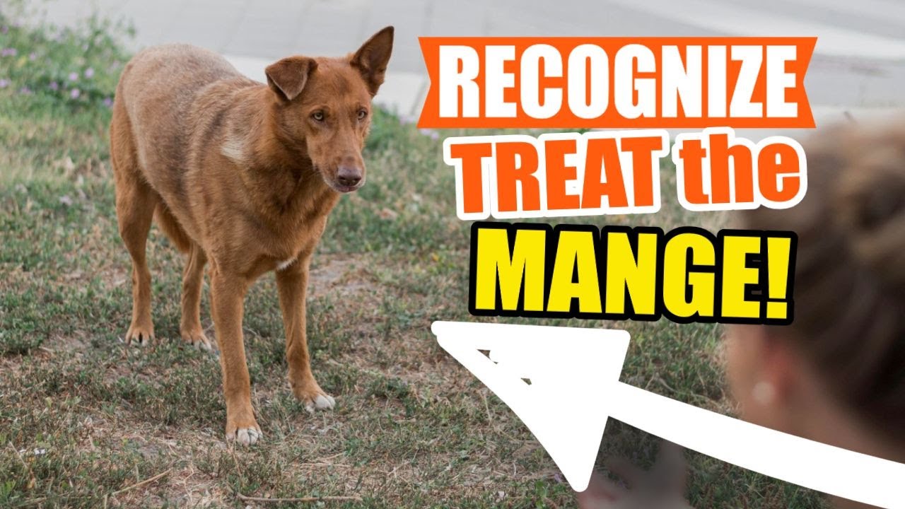 HOW To RECOGNIZE TREAT And PREVENT MANGE YouTube how-to-recognize-treat-and-prevent-mange-youtube