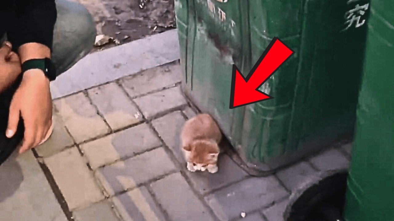 A stray kitten by the trash can, crying helplessly. I couldn't just ...