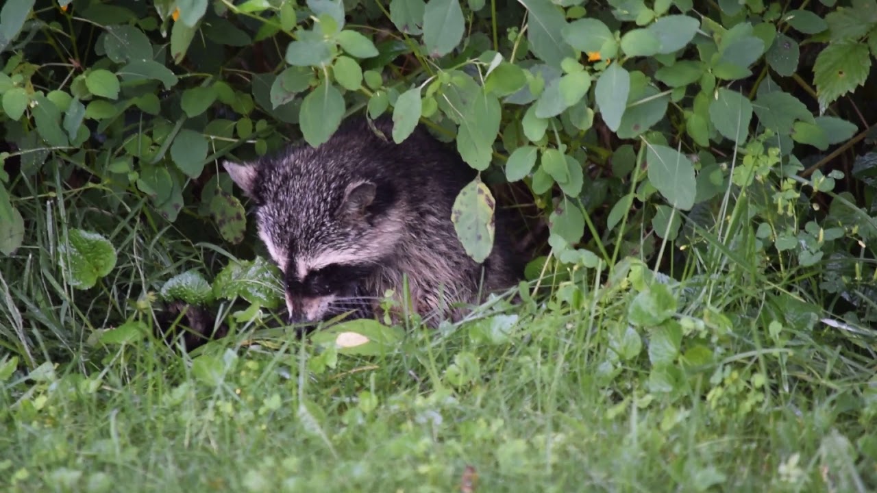 Sick Raccoon - YouTube