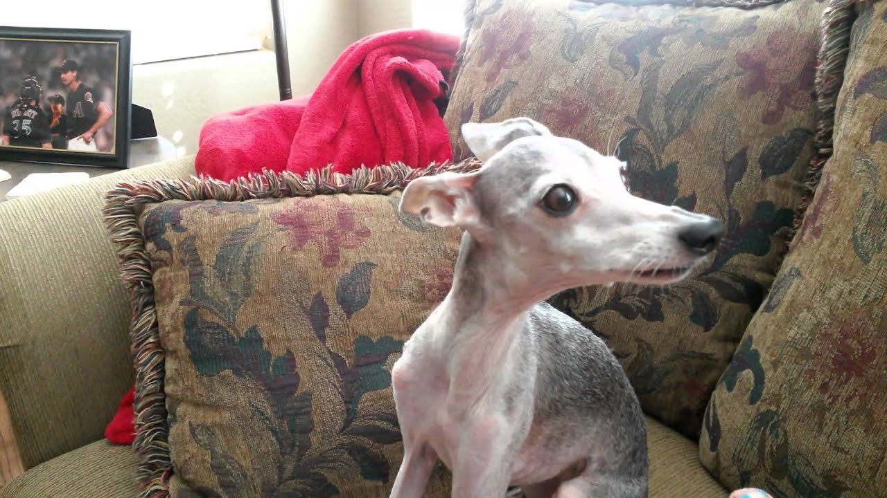 Talking Dog- Italian Greyhound - YouTube