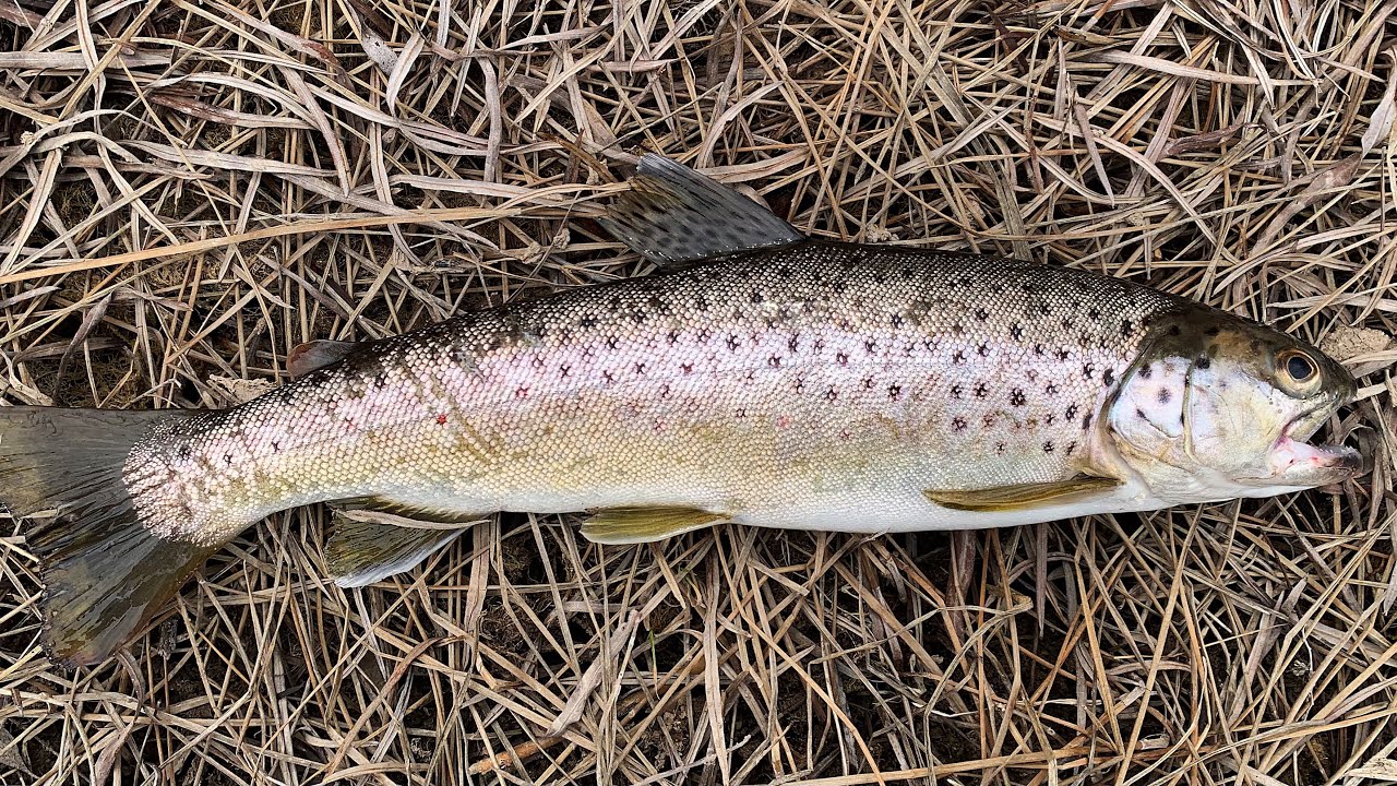 River Brown Trout Catch, Clean, Cook! - YouTube