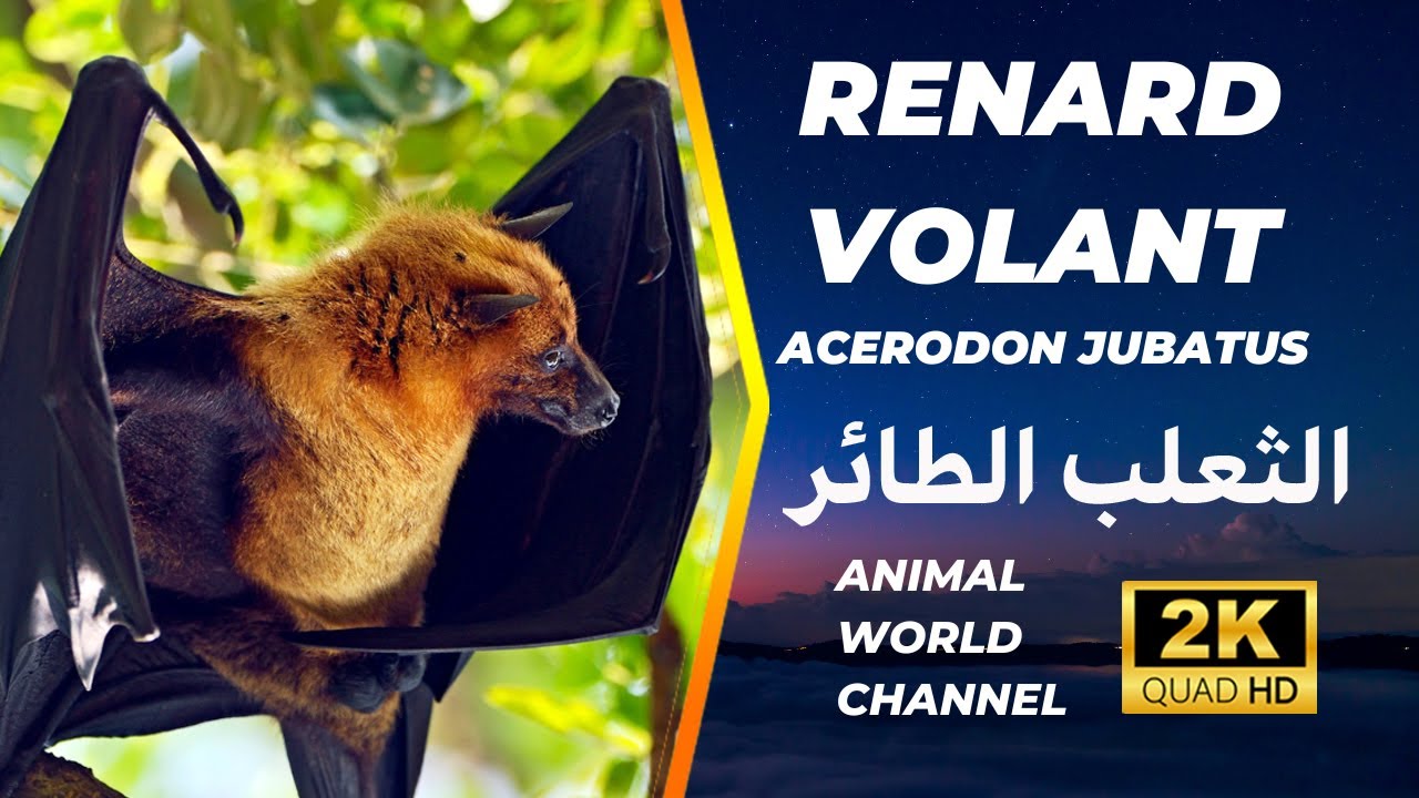 Le Renard volant des Philippines, l’une des plus grandes chauves-souris - YouTube