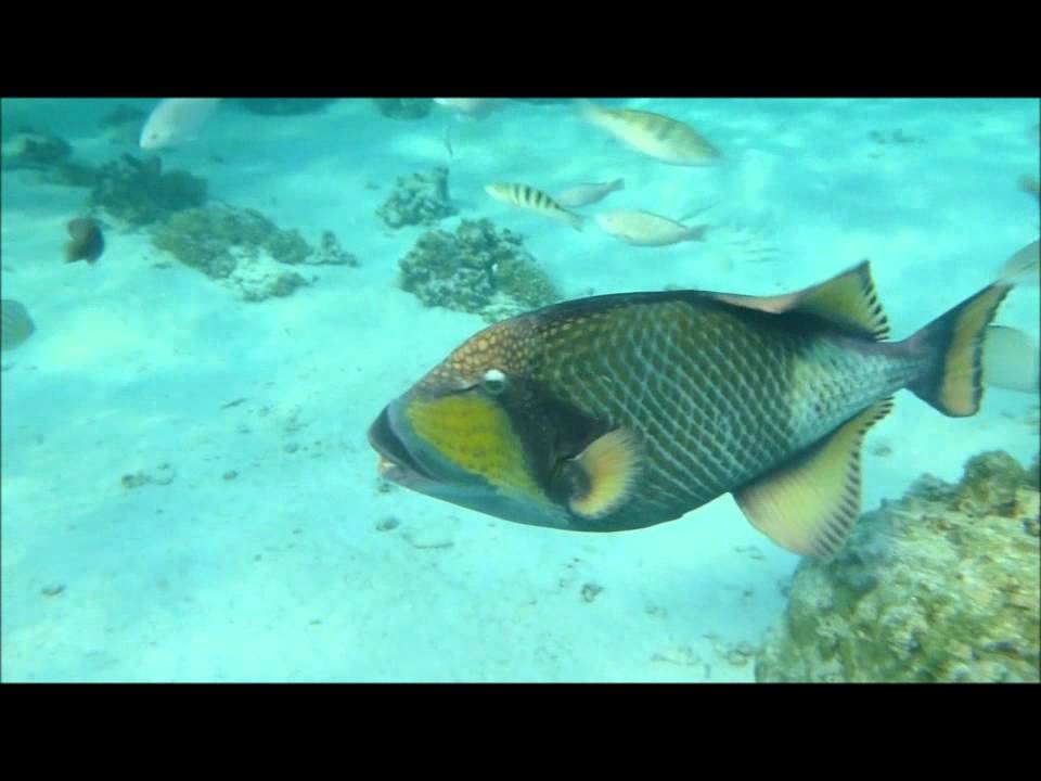 The Behemoth Fish - YouTube