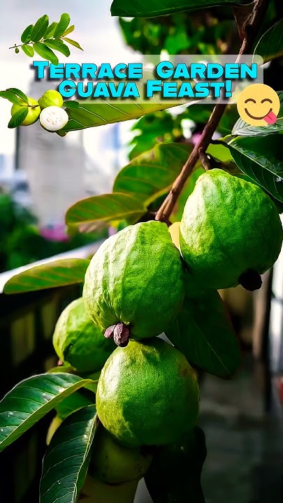 🌱🍽️ Harvesting Thai Guavas from Our Terrace 🌿🍈 #organicgardening #terracegarden #natureslove # ...