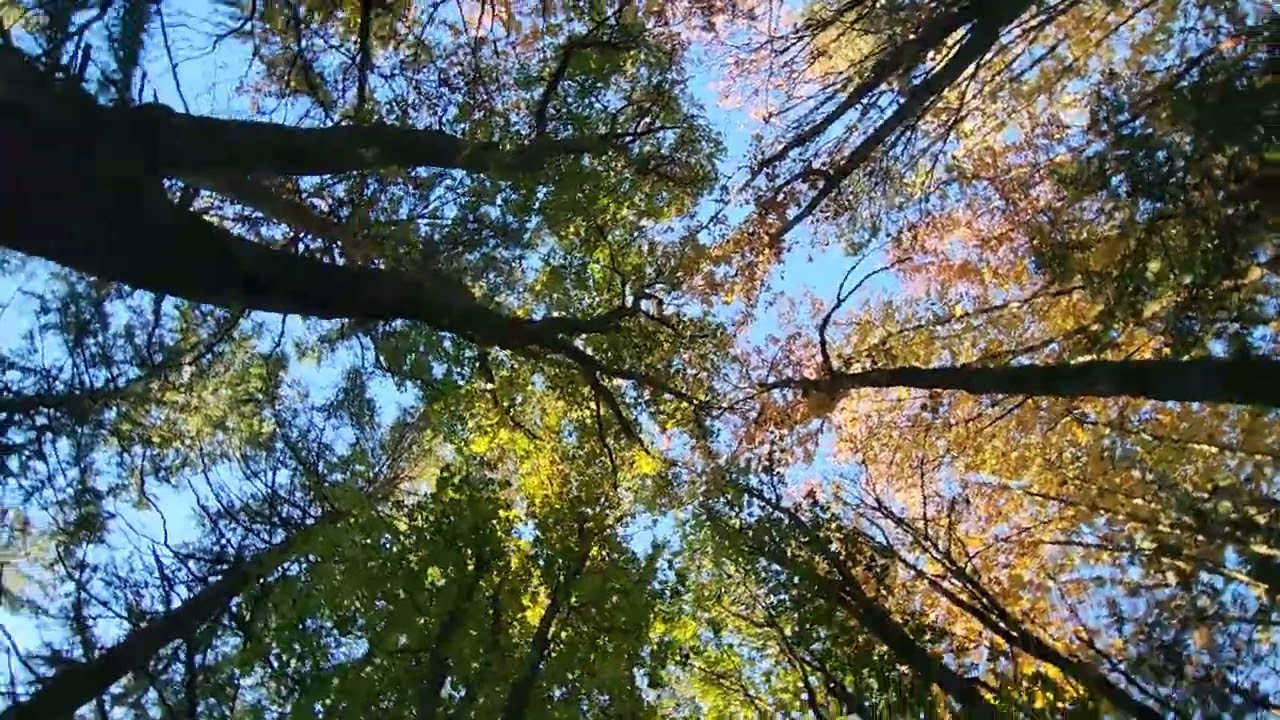 Spinning trees - YouTube