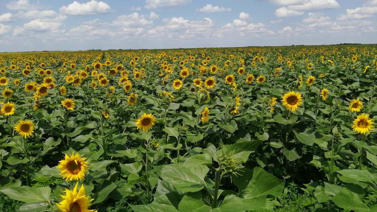 Floarea Soarelui 2020 - YouTube